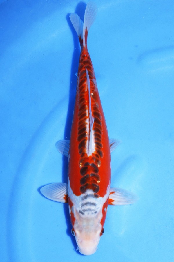 Koi-Auktion: Koi HI SHUSUI