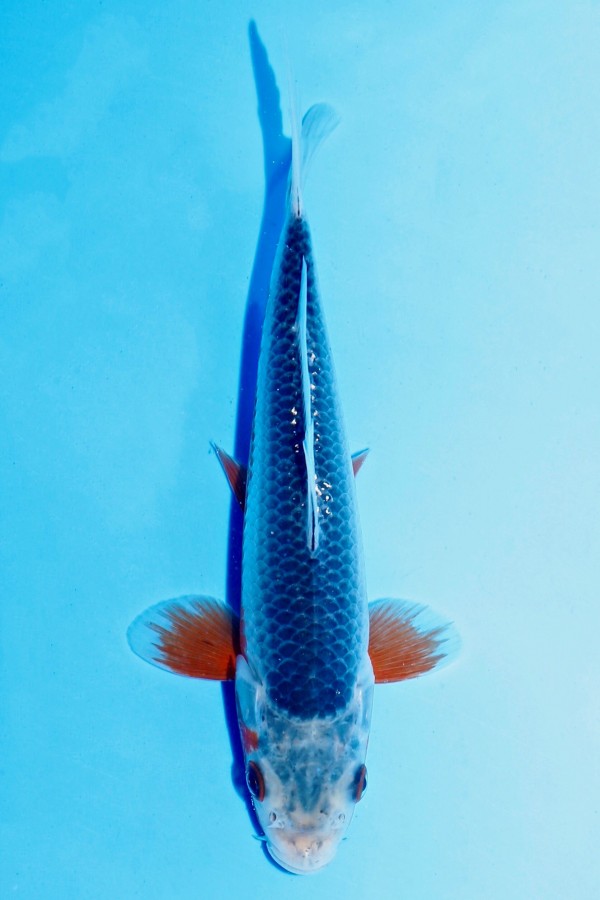 Koi-Auktion: Koi HQ ASAGI TOSAI