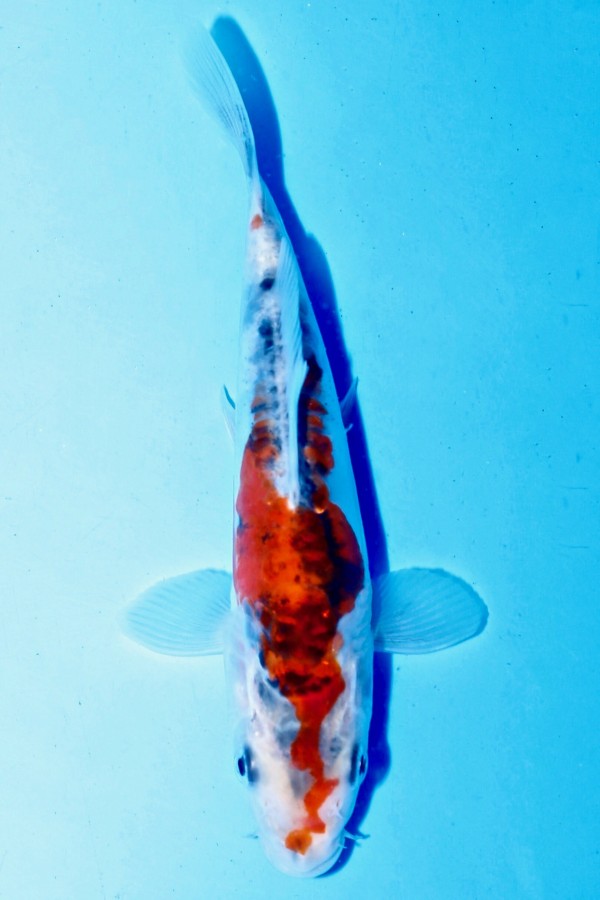 Koi-Auktion: Koi HQ DOITSU GOSHIKI TOSAI