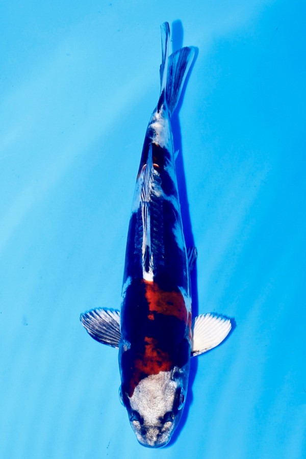 Koi-Auktion: Koi HQ DOITSU KAGE KIN SHOWA