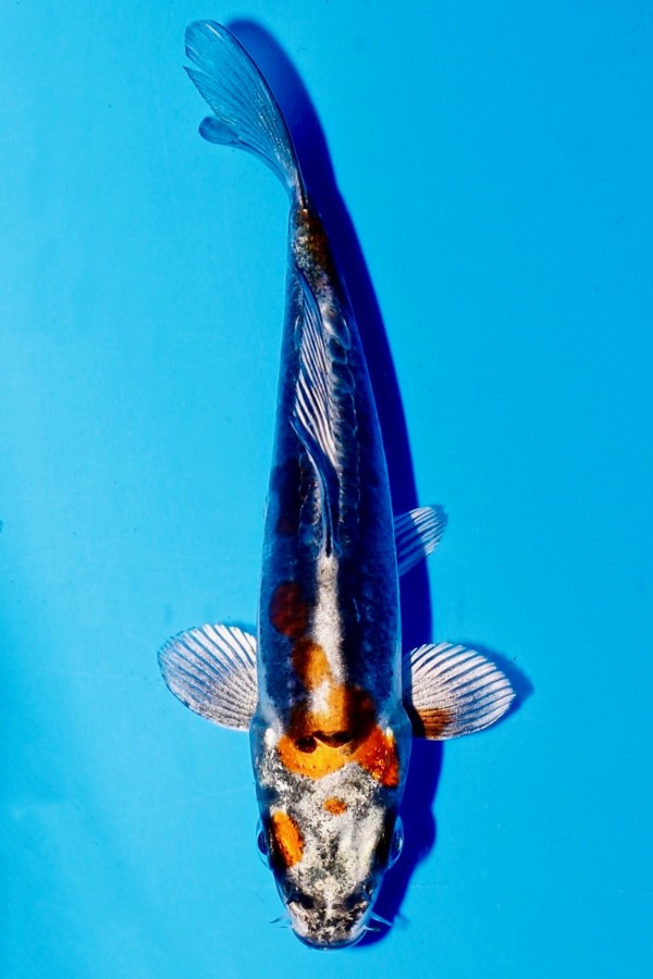 Koi-Auktion: Koi HQ DOITSU METALLIC OCHIBA TOSAI