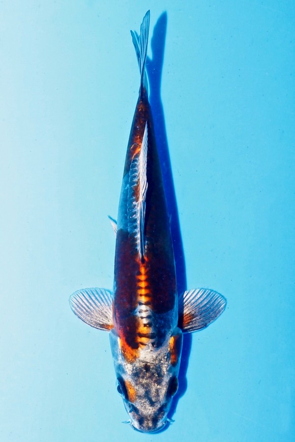 Koi-Auktion: Koi HQ DOITSU OCHIBA TOSAI