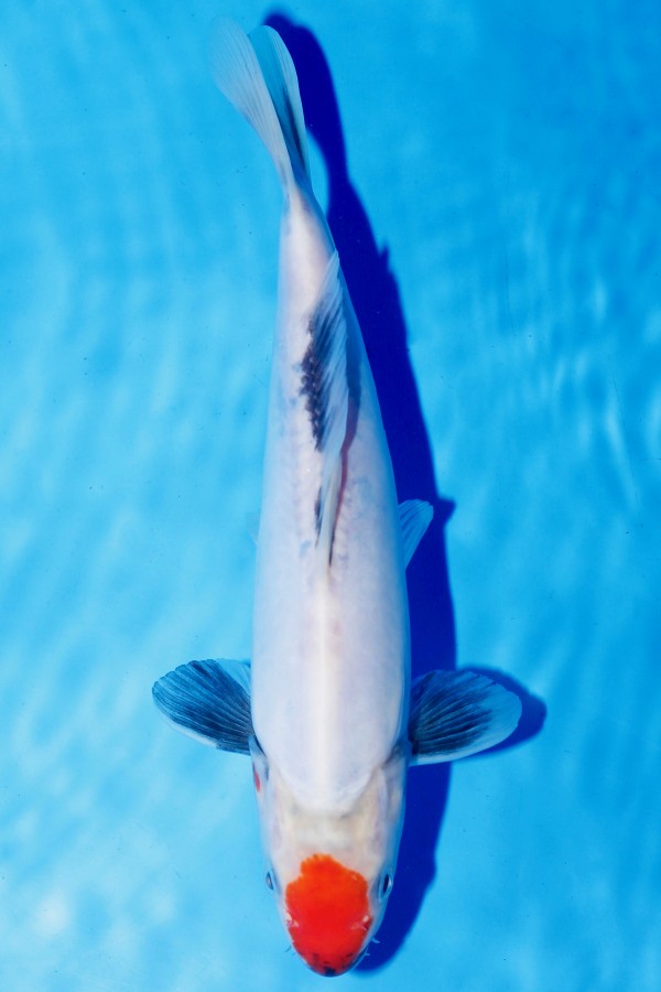 Koi-Auktion: Koi HQ DOITSU TANCHO SHOWA JUMBO TOSAI