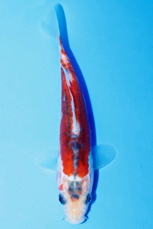 Koi-Auktion: Koi HQ HI SHUSUI TOSAI