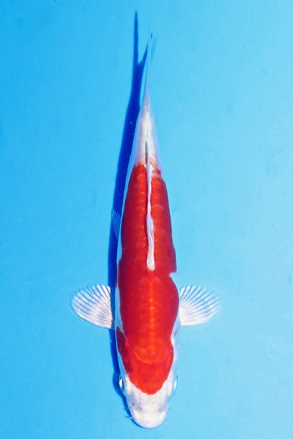 Koi-Auktion: Koi HQ KIKUSUI TOSAI