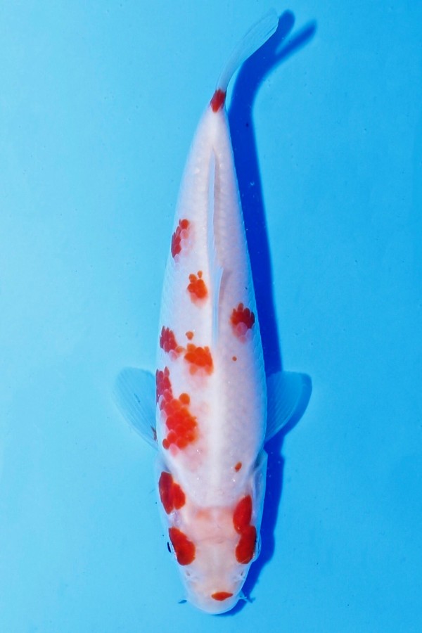 Koi-Auktion: Koi HQ KOHAKU TOP