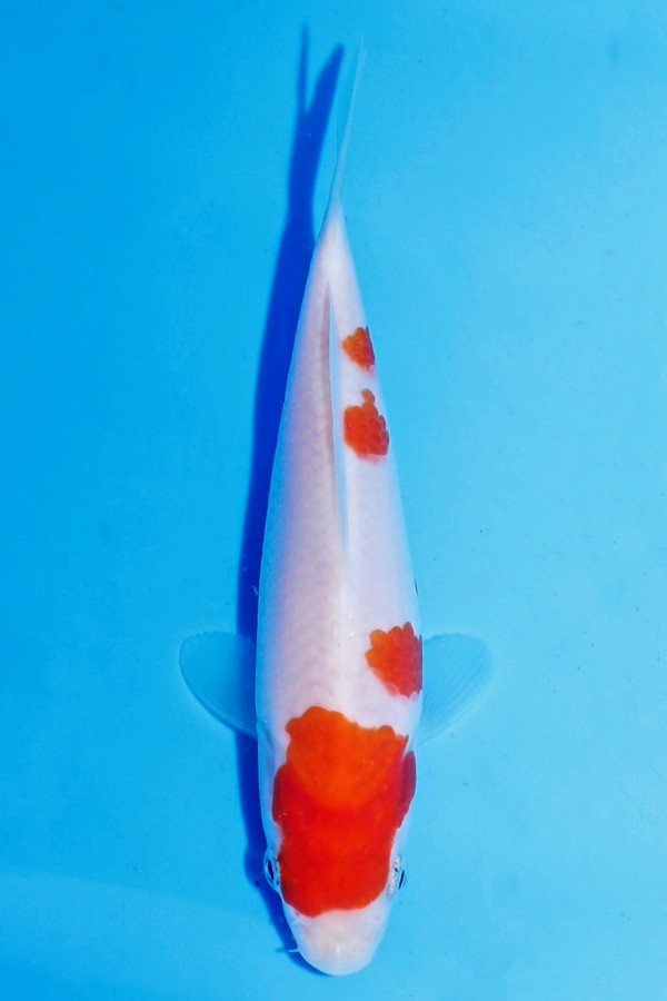 Koi-Auktion: Koi HQ KOHAKU TOSAI