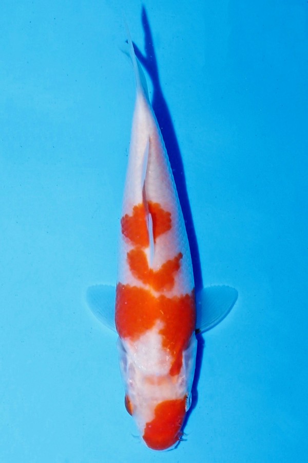 Koi-Auktion: Koi HQ KOHAKU TOSAI