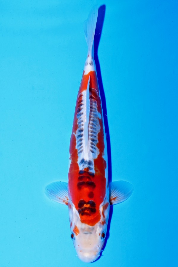 Koi-Auktion: Koi HQ METALLIC SHUSUI +28CMJUMBO TOSAI