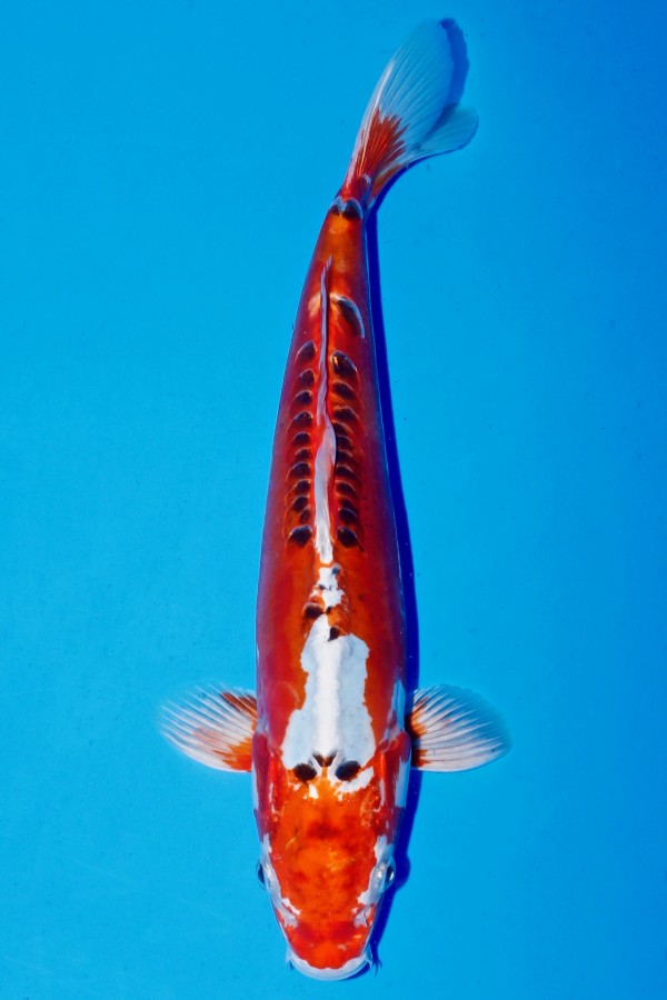 Koi-Auktion: Koi HQ METALLIC SHUSUI +32CM