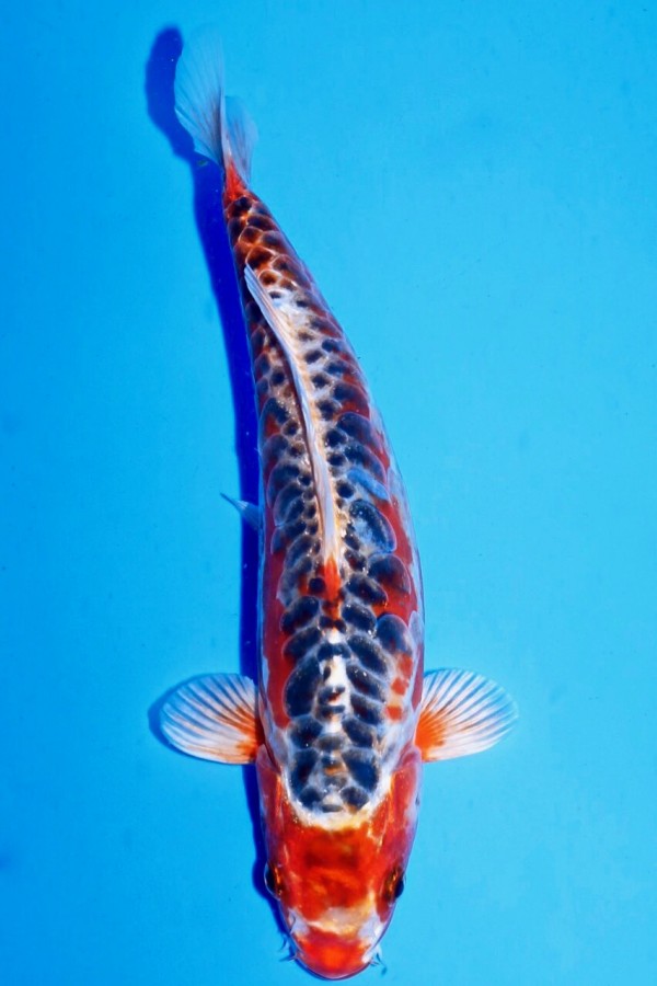 Koi-Auktion: Koi HQ METALLIC SHUSUI JUMBO TOSAI