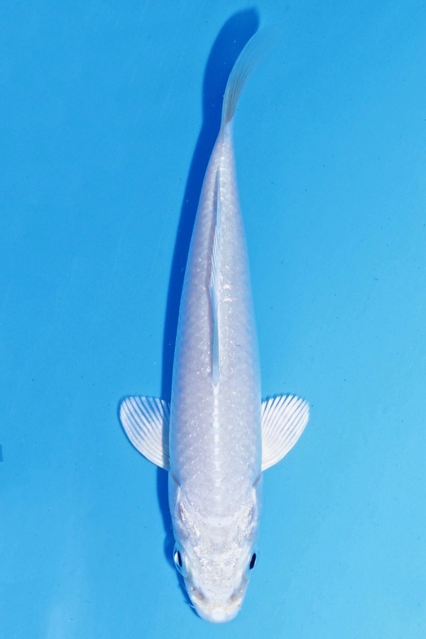Koi-Auktion: Koi HQ PLATINUM TOSAI