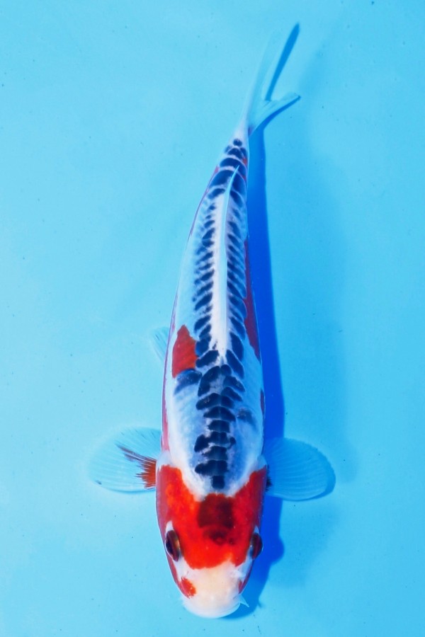 Koi-Auktion: Koi HQ SHUSUI TOSAI