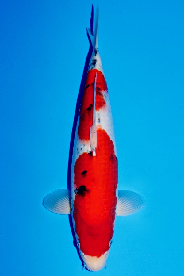 Koi-Auktion: Koi INAZUMA SANKE +40CM