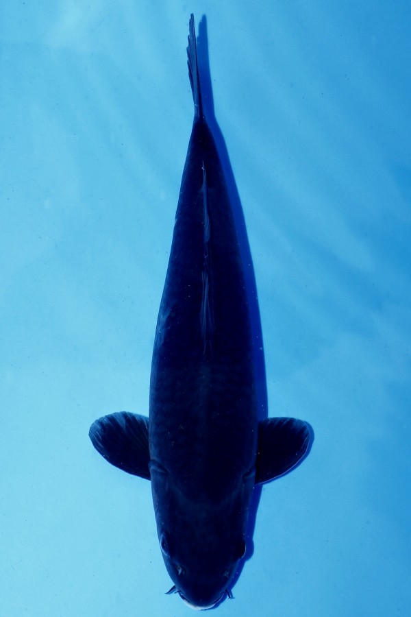 Koi-Auktion: Koi KARASUGOI SNAKE SKIN