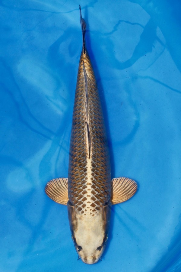 Koi-Auktion: Koi KAWARIMONO TOP