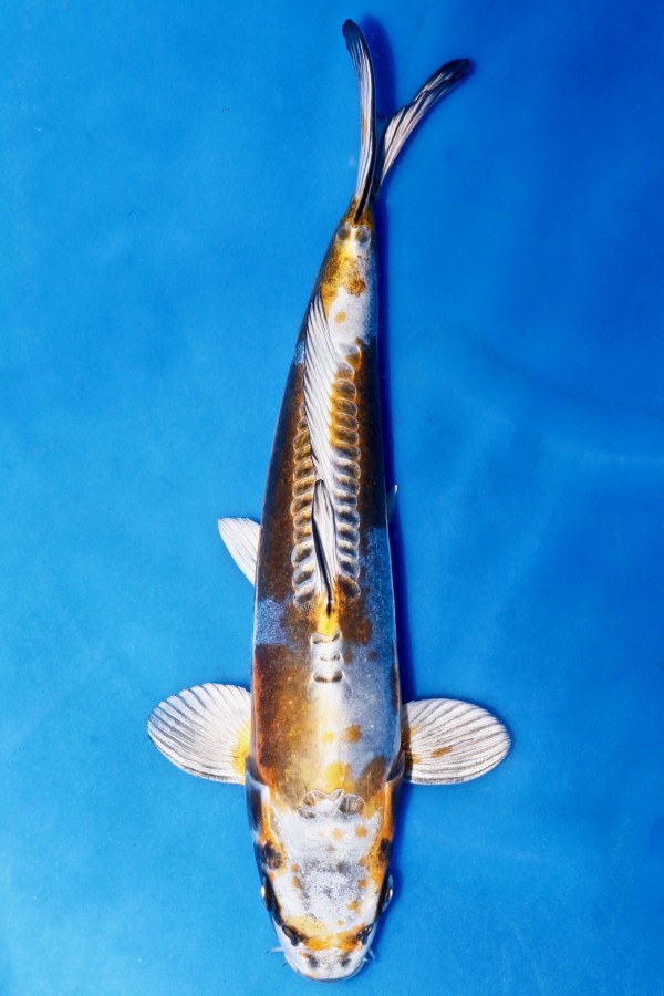 Koi-Auktion: Koi KI KIKOKURYU TOP