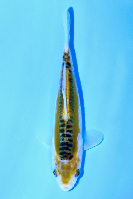 Koi-Auktion: Koi KI SHUSUI