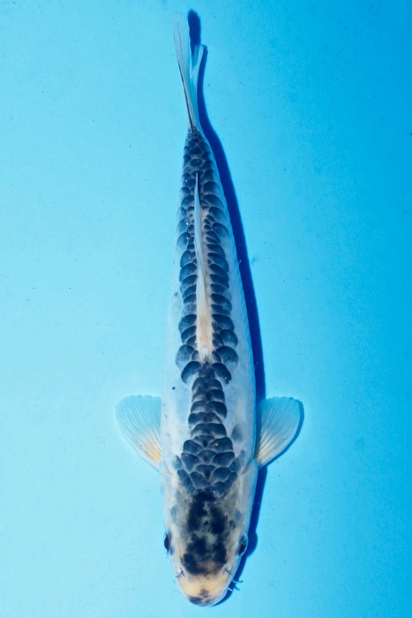 Koi-Auktion: Koi KI SHUSUI +25CM