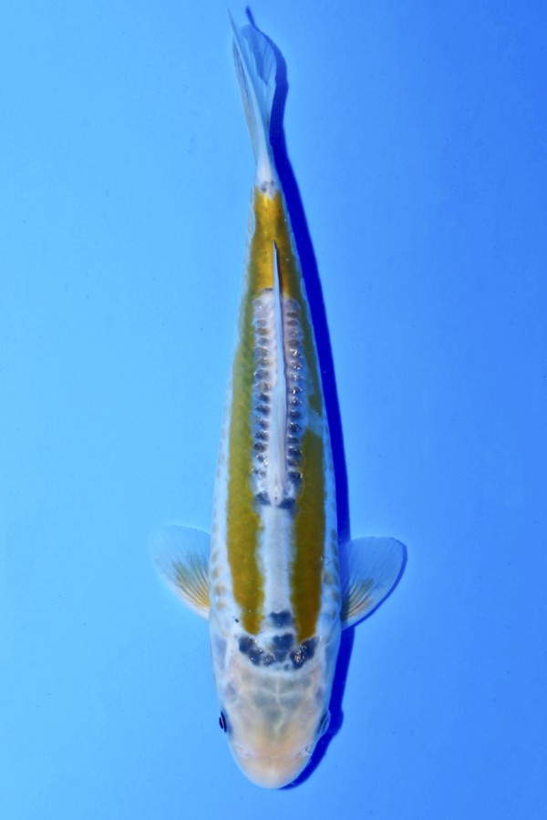 Koi-Auktion: Koi KI SHUSUI +26CM JUMBO TOSAI