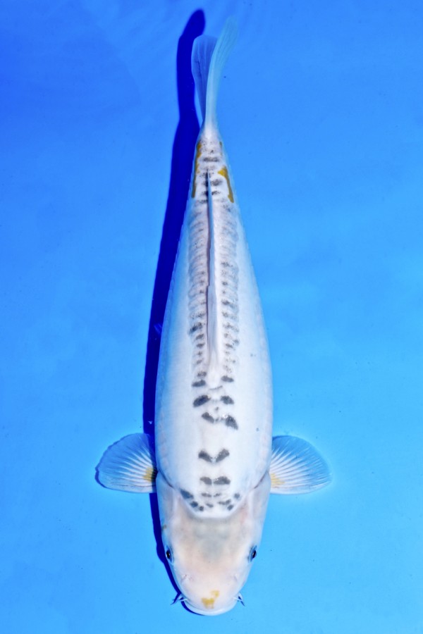 Koi-Auktion: Koi KI-SHUSUI