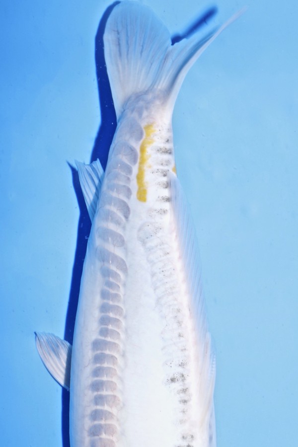 Koi-Auktion: Koi KI-SHUSUI