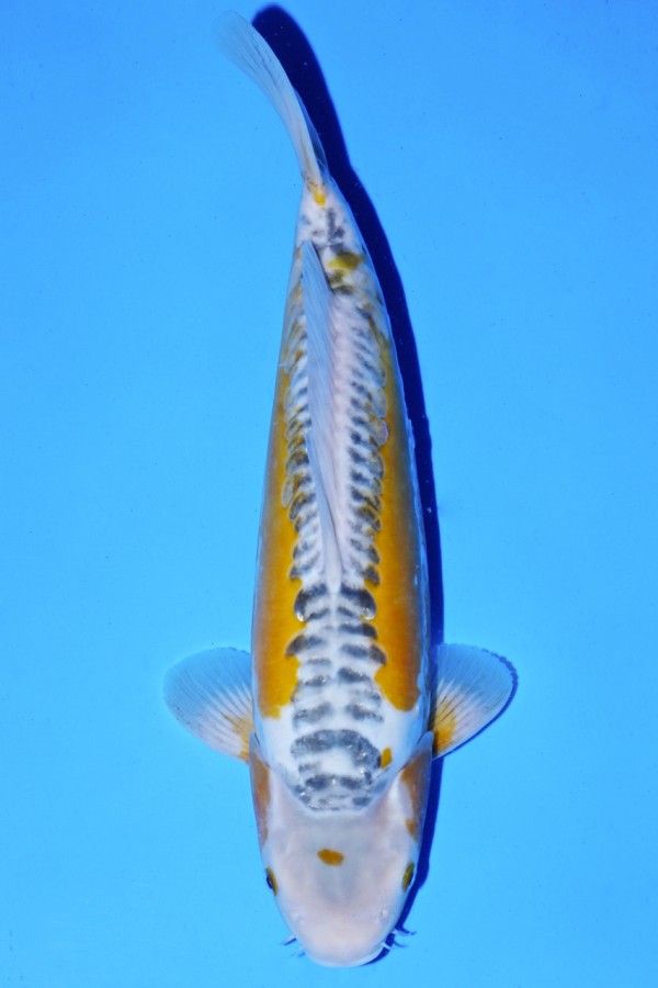 Koi-Auktion: Koi KI-SHUSUI