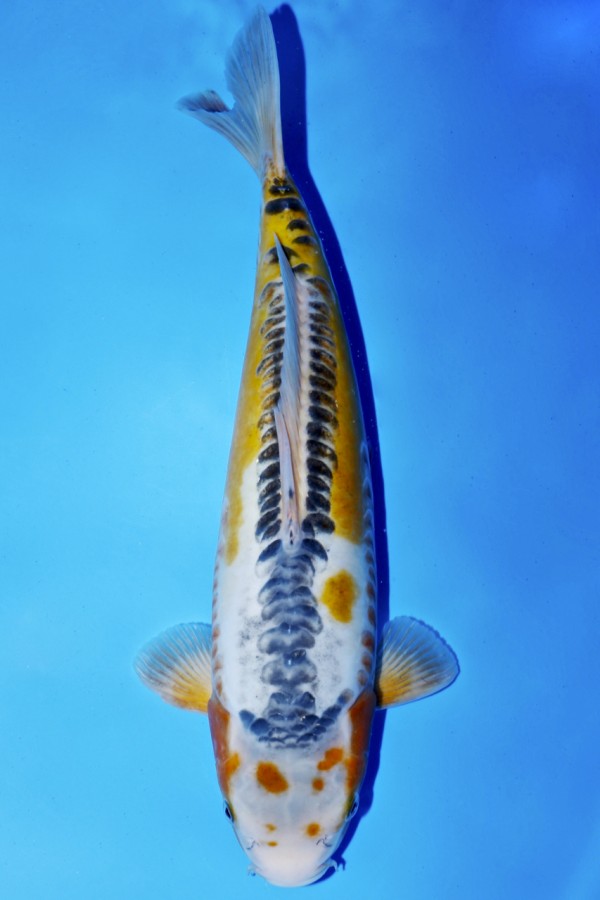 Koi-Auktion: Koi KI-SHUSUI