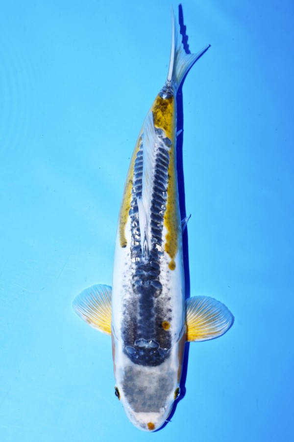 Koi-Auktion: Koi KI SHUSUI