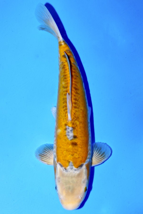 Koi-Auktion: Koi KI-SHUSUI