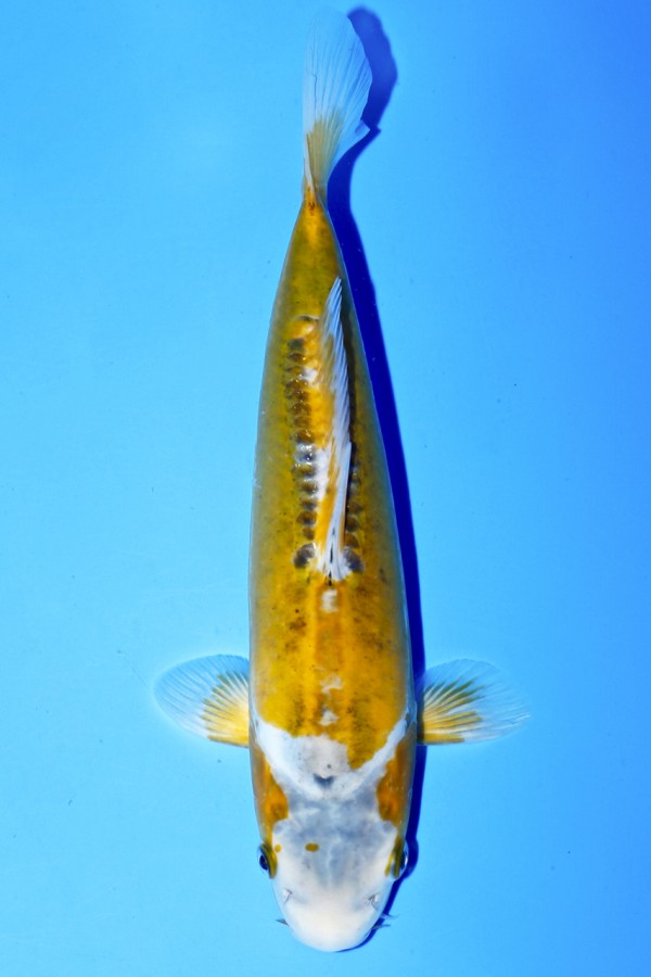 Koi-Auktion: Koi KI-SHUSUI