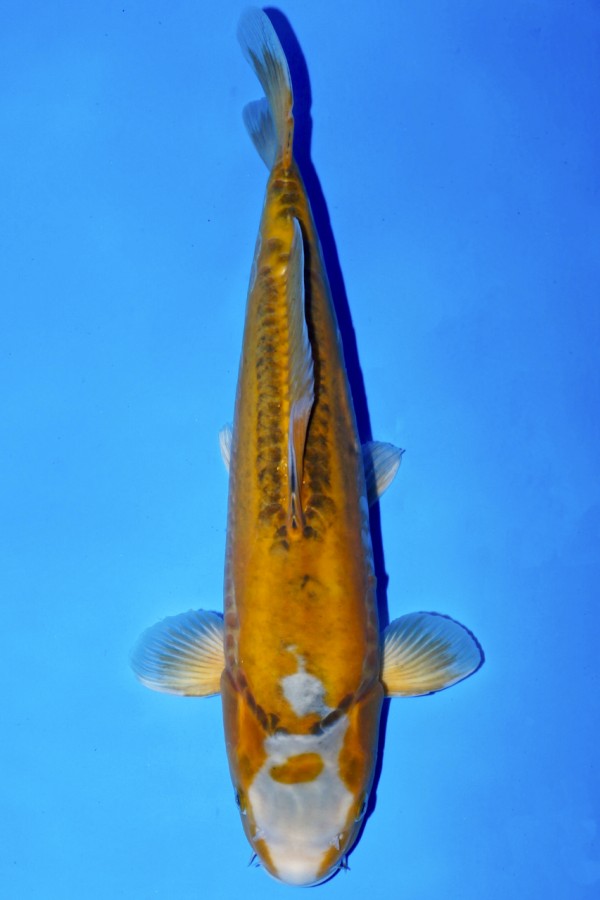 Koi-Auktion: Koi KI SHUSUI