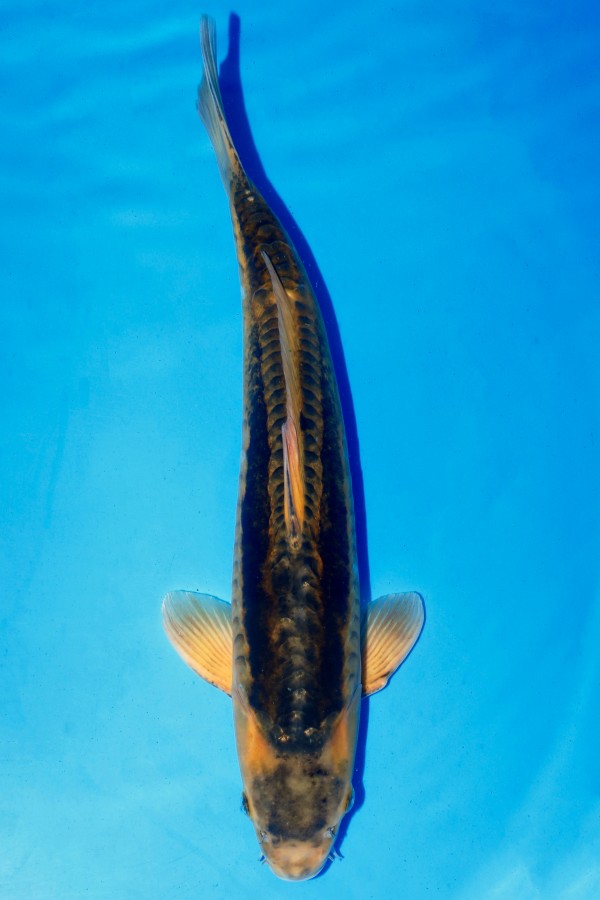 Koi-Auktion: Koi KI SHUSUI +52CM