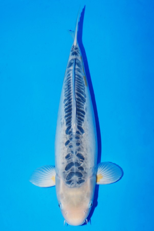 Koi-Auktion: Koi KI-SHUSUI +53CMWEIBLICH