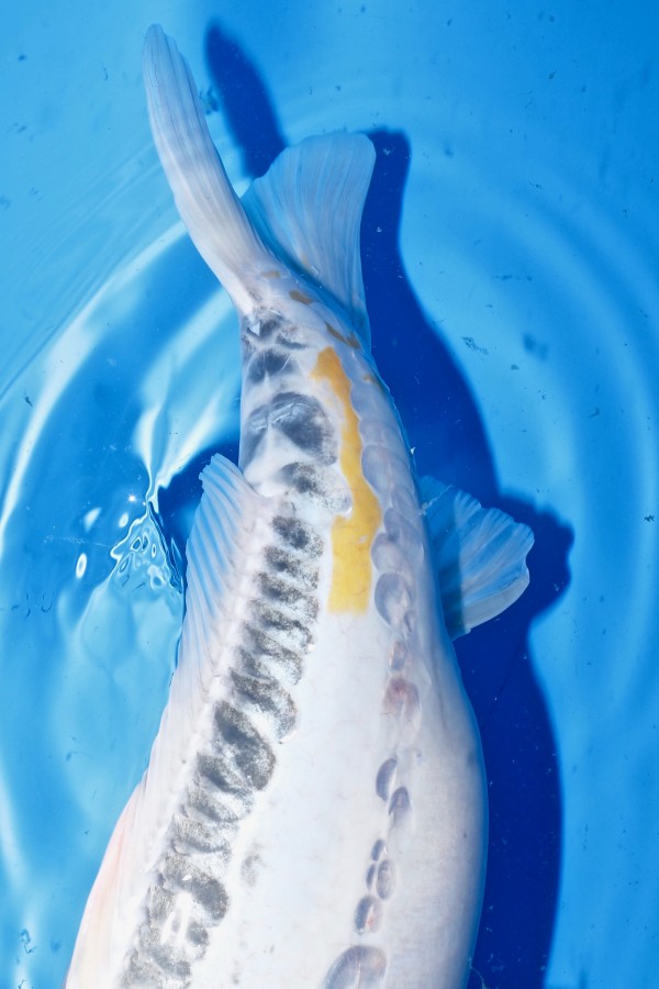 Koi-Auktion: Koi KI-SHUSUI +53CMWEIBLICH