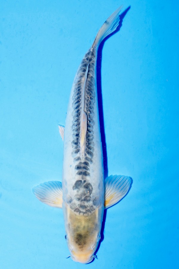 Koi-Auktion: Koi KI SHUSUI