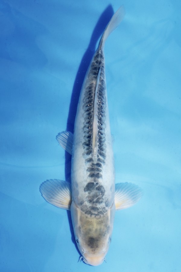 Koi-Auktion: Koi KI-SHUSUI