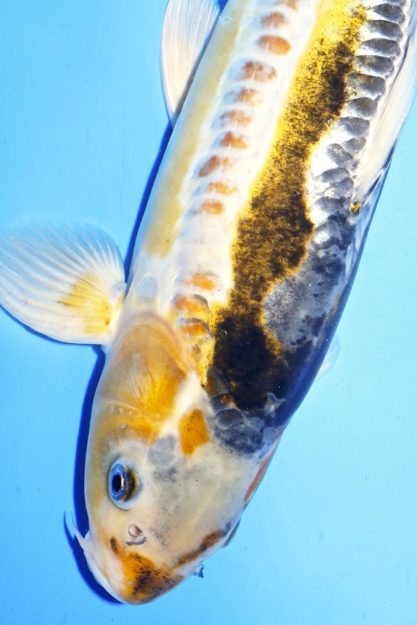 Koi-Auktion: Koi KI-SHUSUI "UNIQUE"