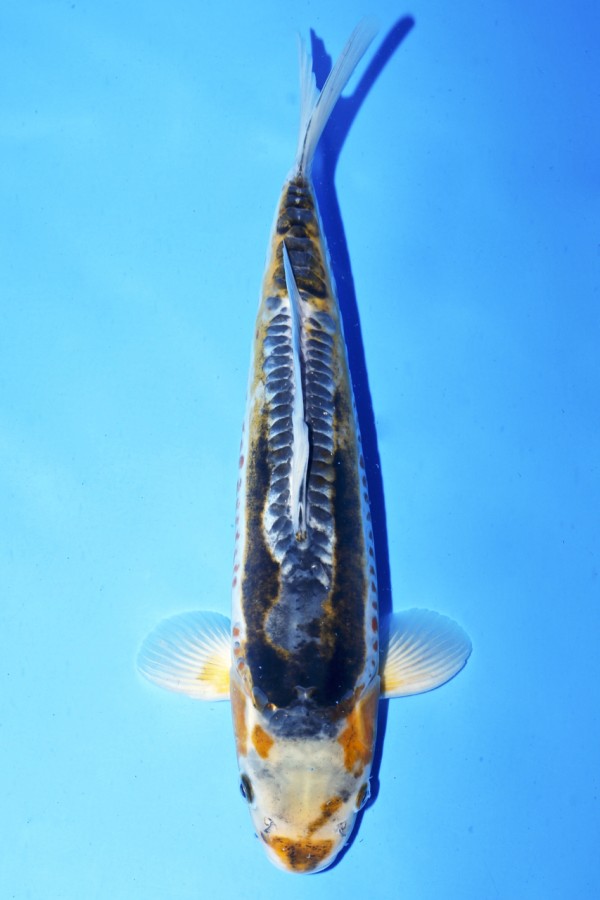 Koi-Auktion: Koi KI-SHUSUI "UNIQUE"