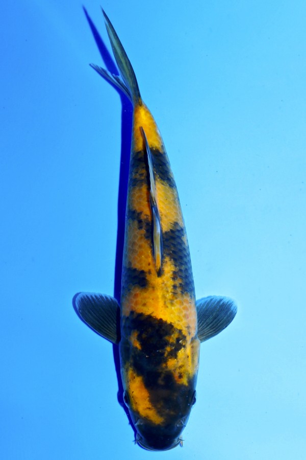 Koi-Auktion: Koi KI-UTSURI +27CM