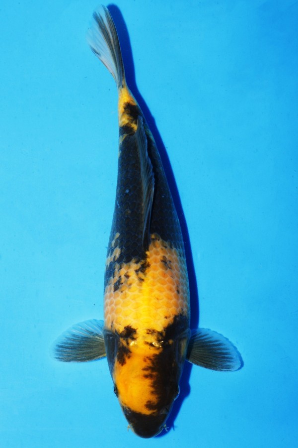 Koi-Auktion: Koi KI-UTSURI