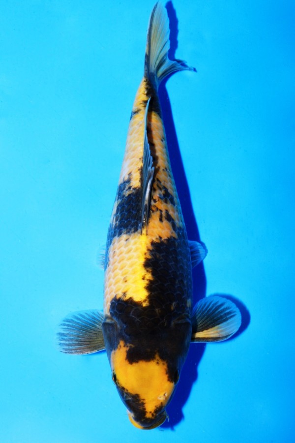 Koi-Auktion: Koi KI-UTSURI