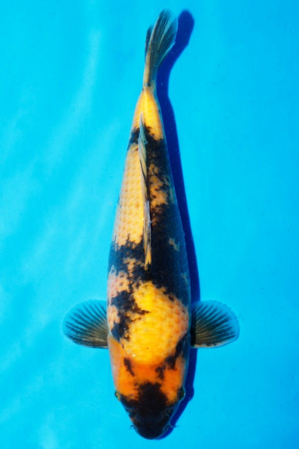 Koi-Auktion: Koi KI-UTSURI