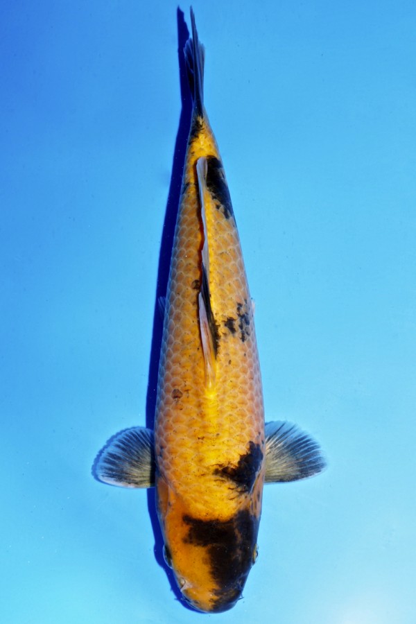 Koi-Auktion: Koi KI-UTSURI