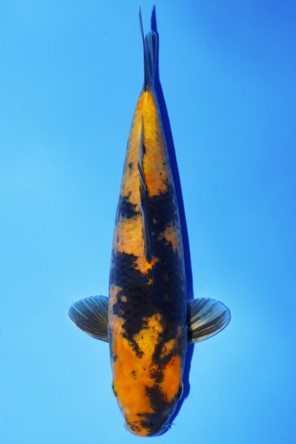 Koi-Auktion: Koi KI-UTSURI +40CM