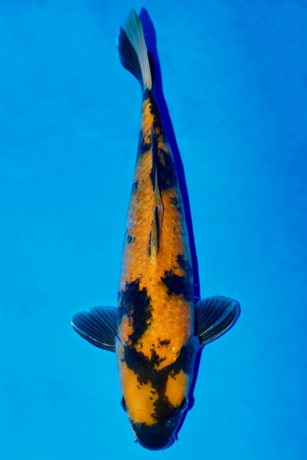 Koi-Auktion: Koi KI-UTSURI +43CMWEIBLICH