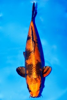 Koi-Auktion: Koi KIN SHOWA