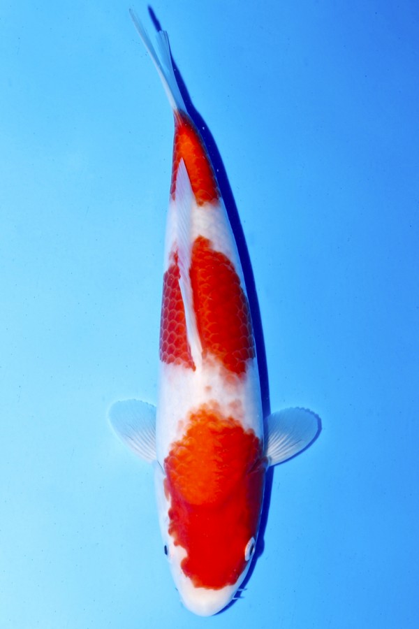 Koi-Auktion: Koi KOHAKU 3 STEP - DAINICHI