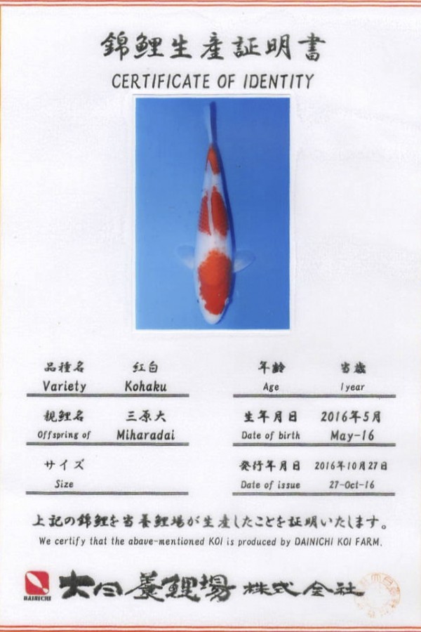 Koi-Auktion: Koi KOHAKU 3 STEP - DAINICHI