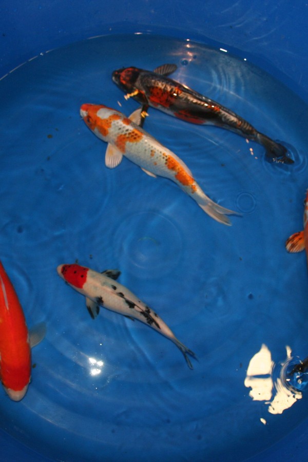 Koi Koi Mix1 - 5 Koi